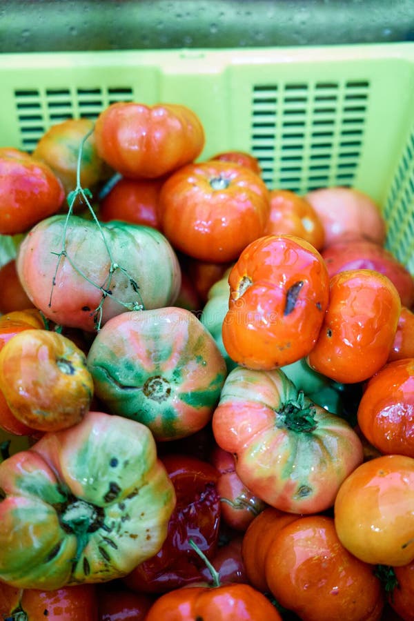 Vertical Photo of Some Fresh Red Ecological Tomatoes Stock Photo ...