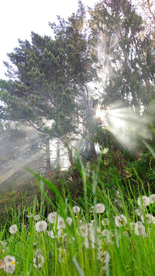 A Vertical Photo of the Sun in the Trees Stock Image - Image of branch ...