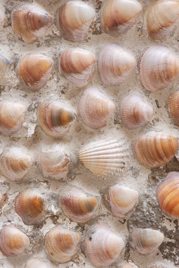 Vertical Photo of Surface Made of Cemented Sea Shells Selection. House ...