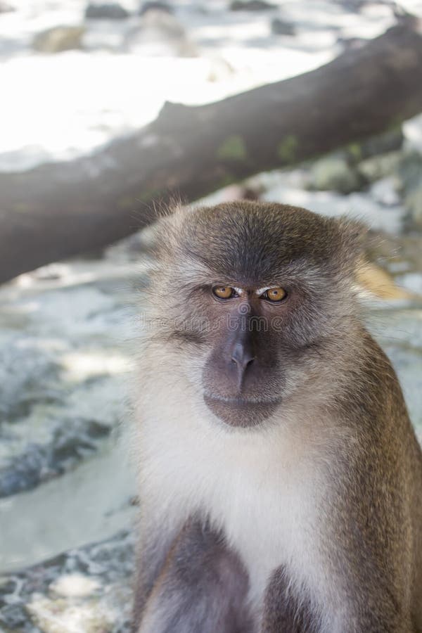 1,256 Serious Monkey Stock Photos - Free & Royalty-Free Stock Photos ...