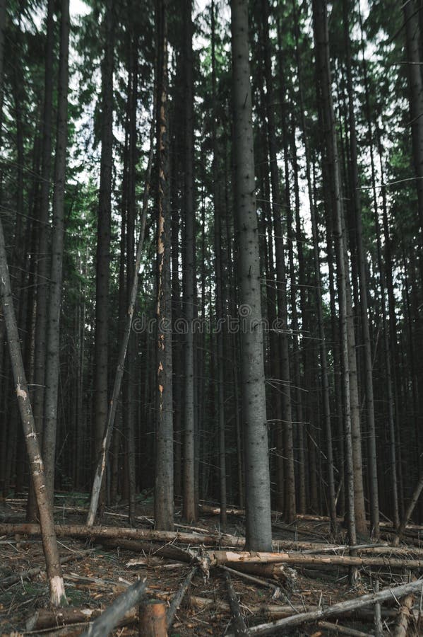 Vertical Photo in Thick Coniferous Forest. Gray Coniferous Tree Trunks ...