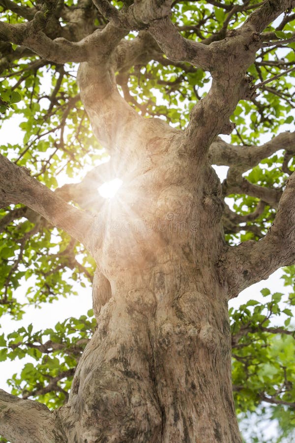 Vertical photo of tree stock image. Image of place, height - 63711381