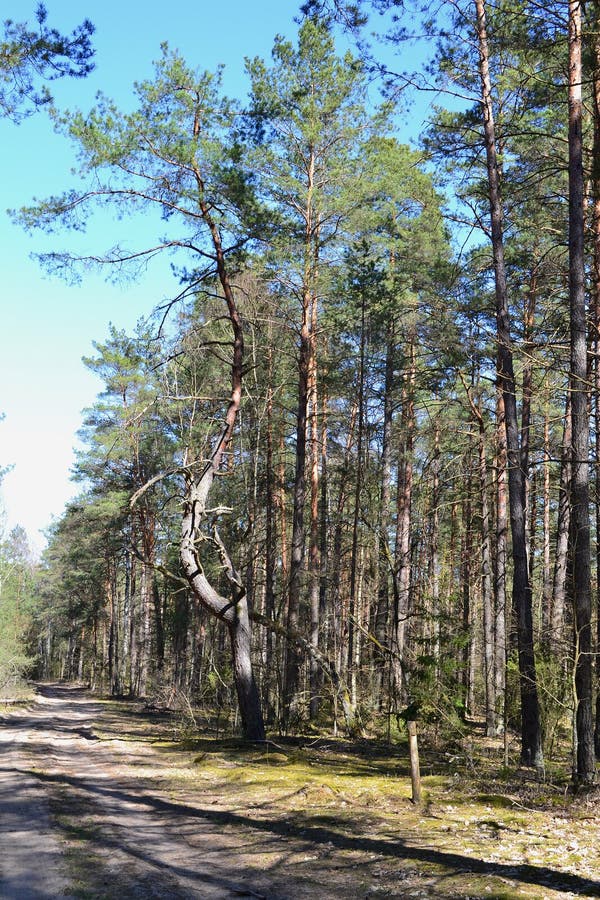 Vertical Photo of Wild Pine Forest with Road, Russian Nature Stock ...