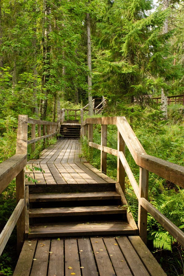 Vertical Photo of a Wooden Bridge with Steps and Railings in a Green ...