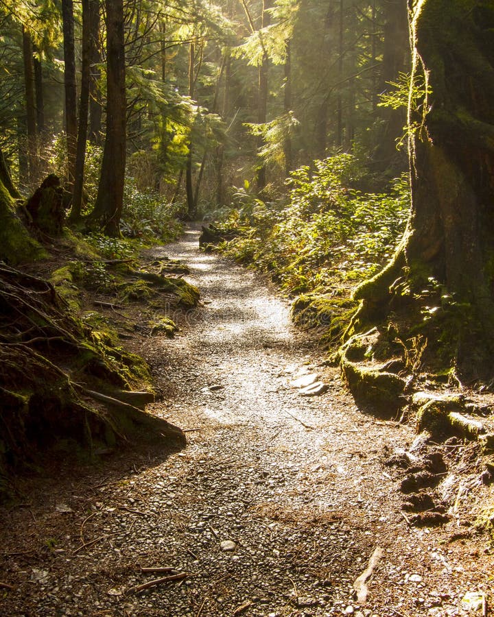 Rainforest Path stock image. Image of branches, happiness - 30209991