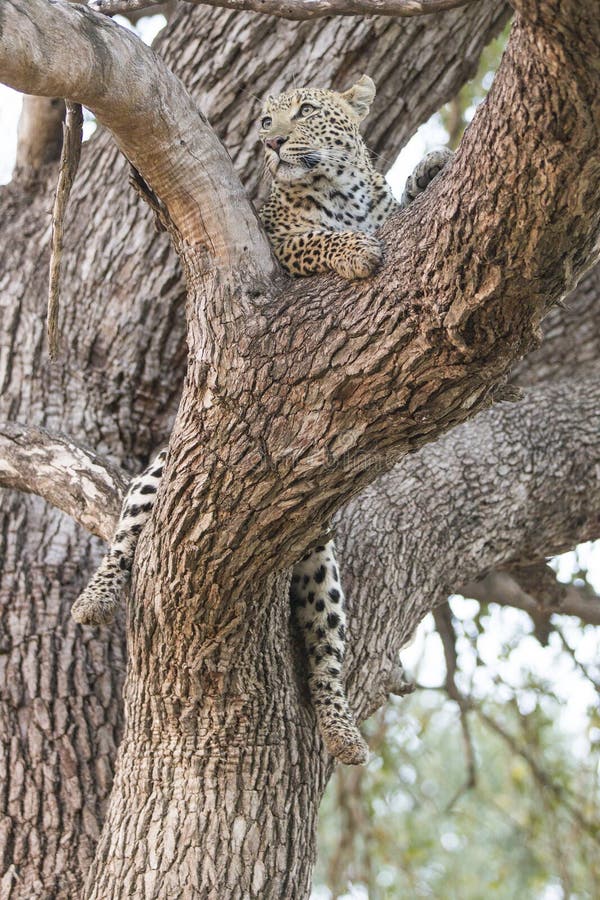 Leopard Resting in a Big Marula Tree Stock Image - Image of game, fauna ...