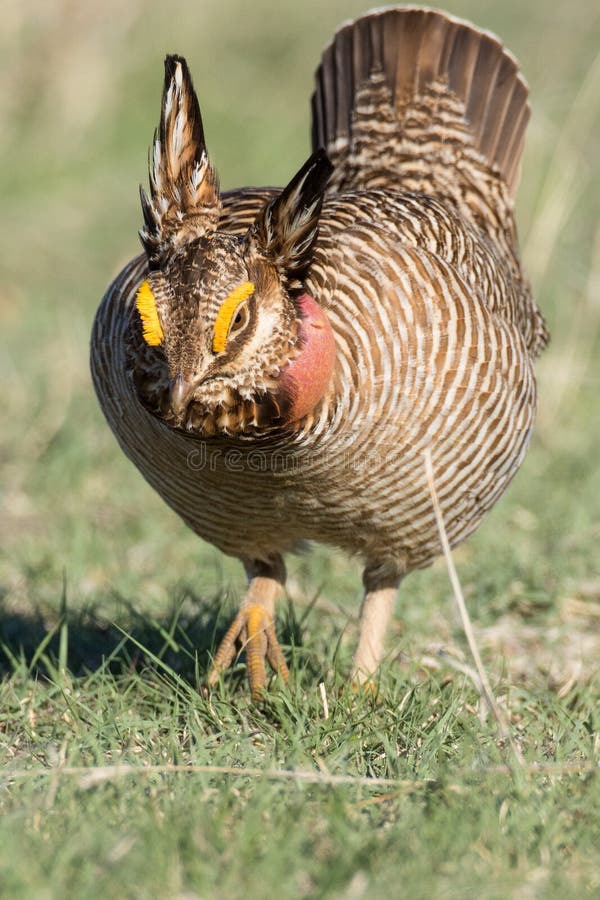 Lesser Prairie Chicken Stock Photos - Free & Royalty-Free Stock Photos ...
