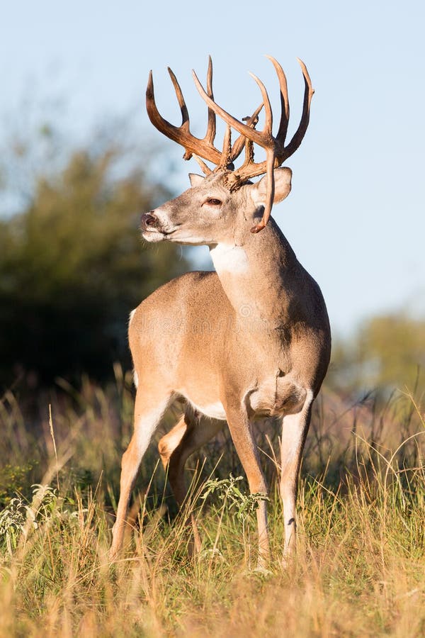 Vertical Photograph of Non-typical Whitetail Buck Stock Image - Image ...