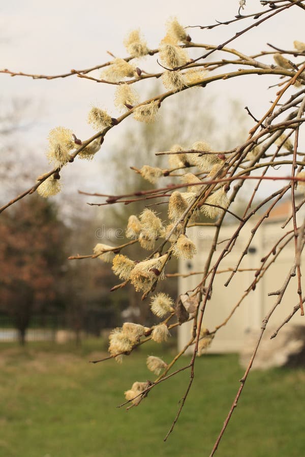 Vertical Photograph Willow on Tree in Bloom Stock Photo - Image of ...