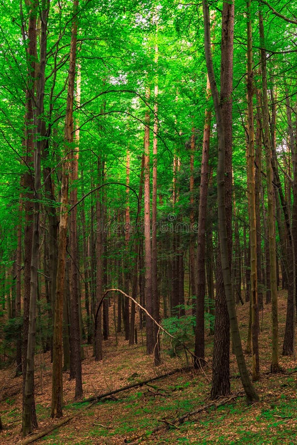 Vertical Photograph of the Trunks of Tall Trees Stock Photo - Image of ...