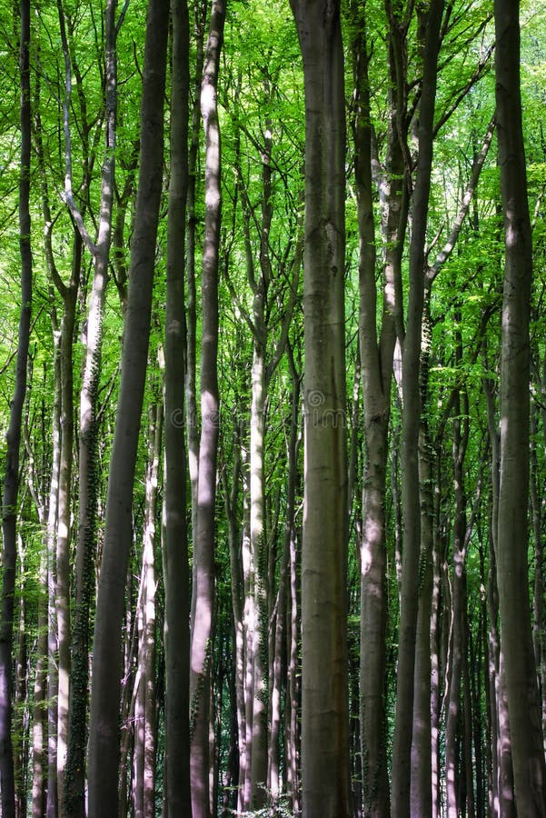 Vertical Photography of High Beech Trees in the Forest in Spring: Nice ...