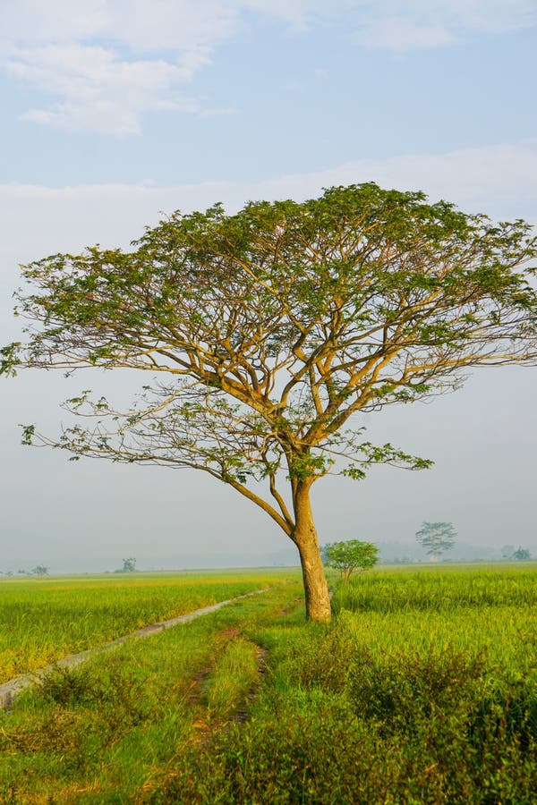 Vertical Photography of Tree in the Rice Field Stock Image - Image of ...