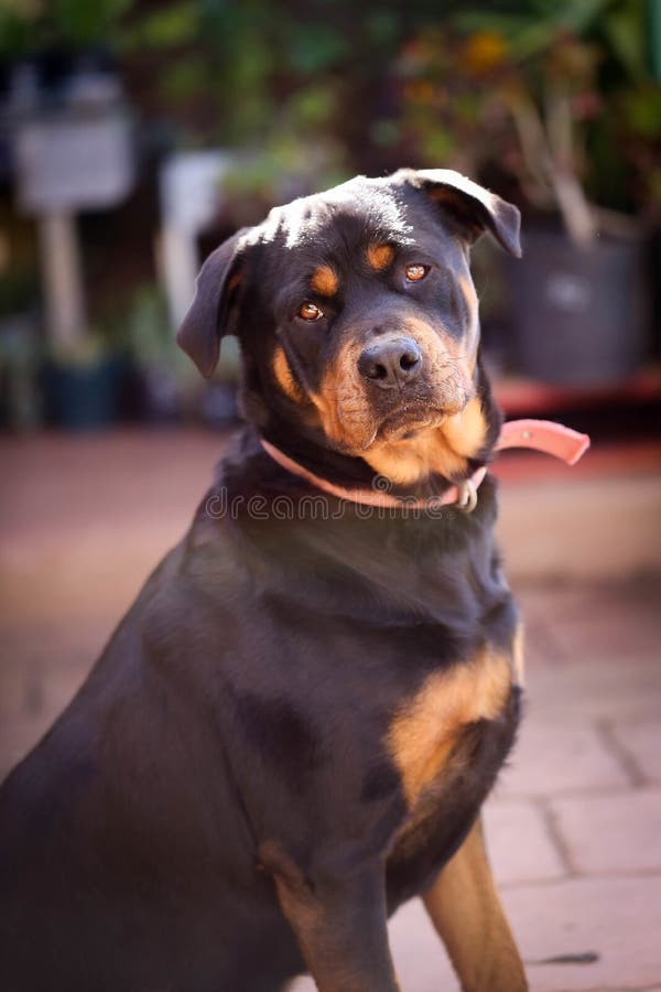 Sitting Rottweiler stock photo. Image of companion, attack - 1727296