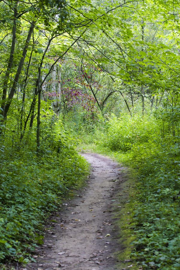 Tree Lined Pathway through the Woods. Stock Image - Image of nature ...