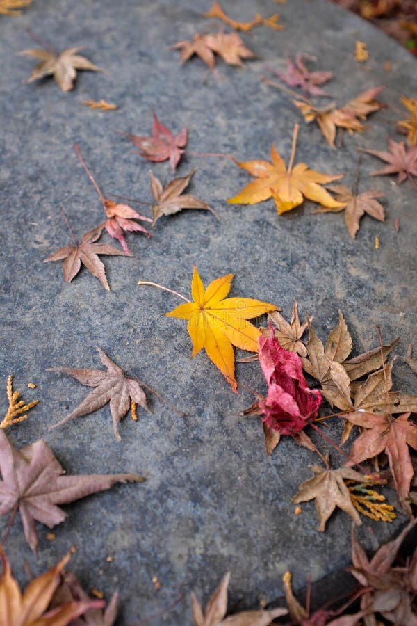 Vertical Picture of Dry Leaves on the Ground during the Autumn with a ...