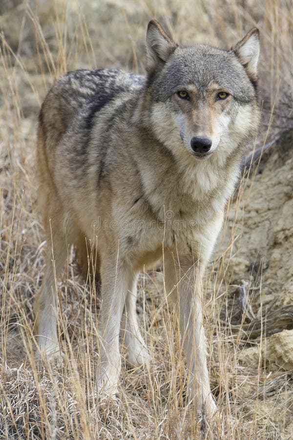 Vertical Wolf Portrait in Green Ferns Stock Image - Image of marking ...