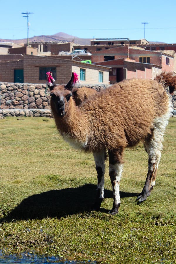 Alpaca field stock image. Image of trees, oregon, ranch - 715855