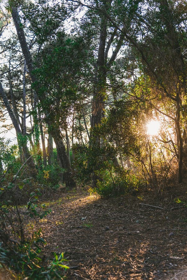 Vertical Picture of a Forest Surrounded by Greenery during Sunset Under ...