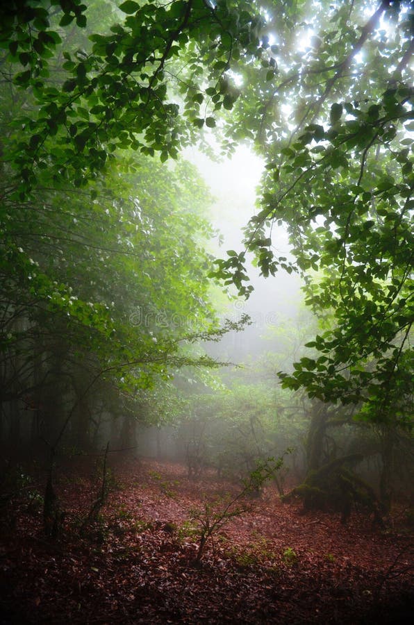 Vertical Picture of a Forest Surrounded by Trees Covered in the Fog ...