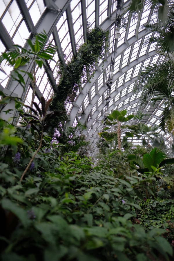 Vertical Picture of Greenery in a Greenhouse with a Glass Ceiling Under ...