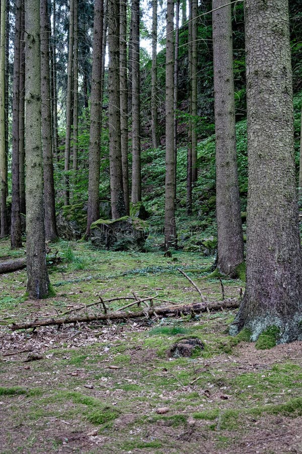 Vertical Picture of Lined Up Trees in the Forest Stock Photo - Image of ...