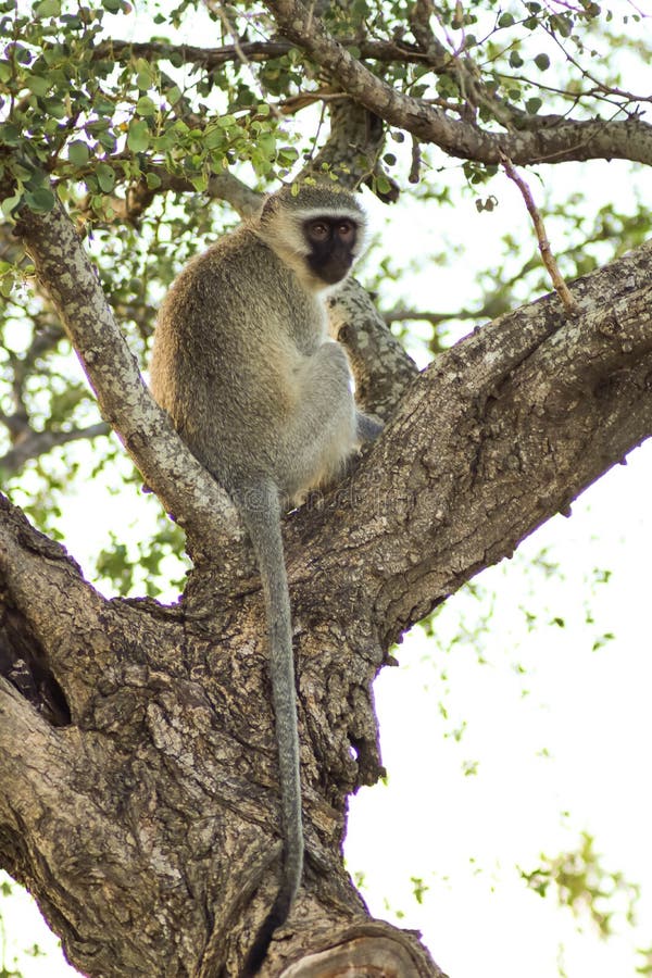 952 Monkey Under Tree Stock Photos - Free & Royalty-Free Stock Photos ...