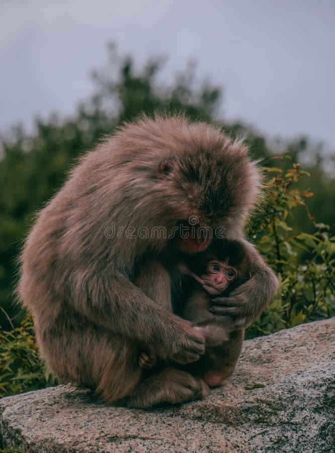 Mother holding baby monkey stock photo. Image of hold - 12841744