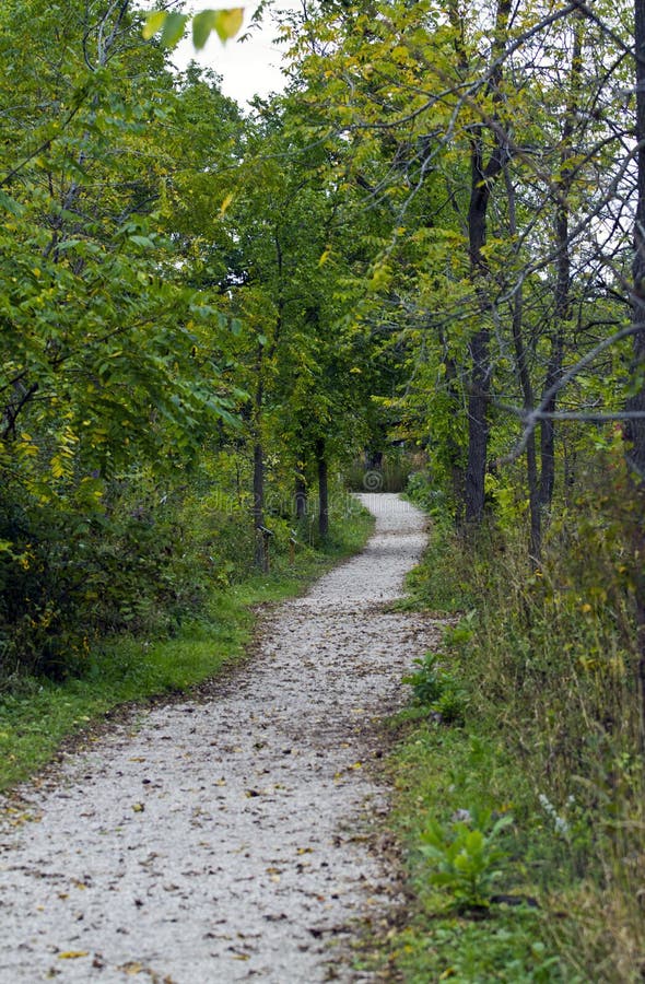 A Path Meandering through the Forest. Stock Photo - Image of flower ...