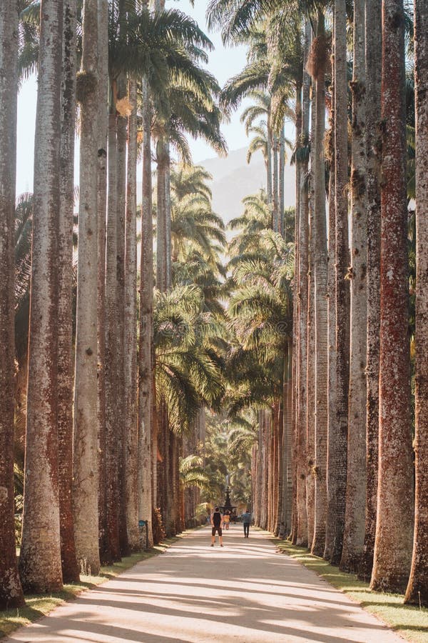336 Brazilian Pathway Stock Photos - Free & Royalty-Free Stock Photos ...