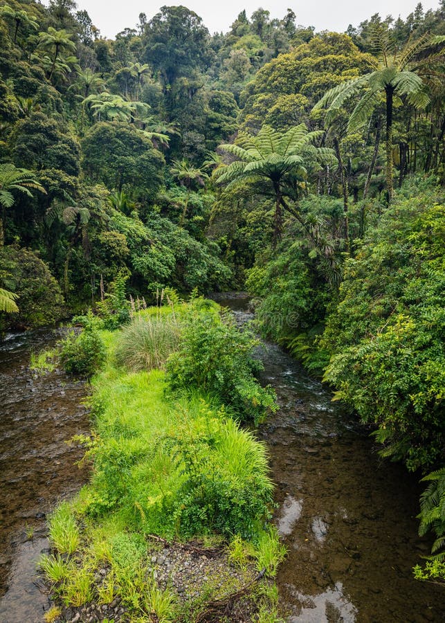 Vertical Picture of a Small River Surrounded by Trees and Bushes in a ...