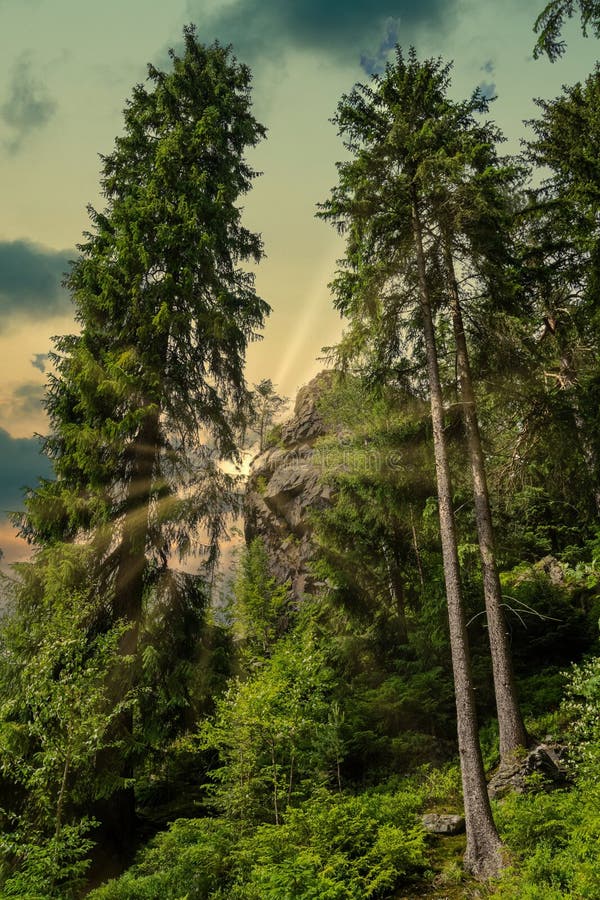 Vertical Picture of Sunlight Piercing through Trees in the Forest Stock ...