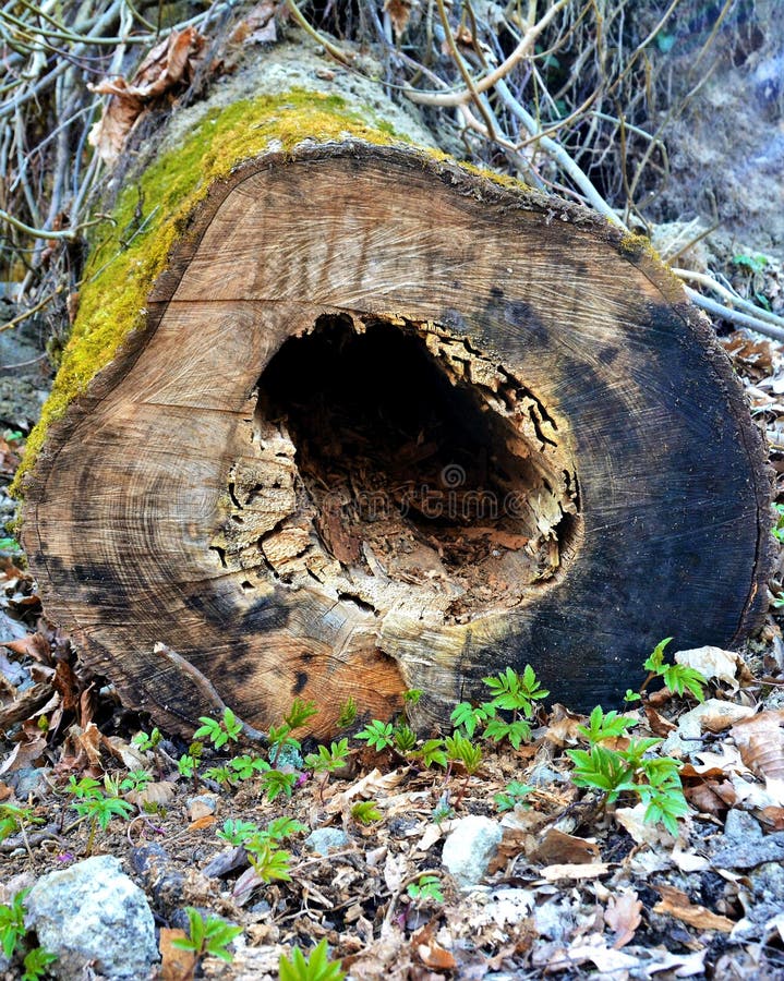Vertical Picture of a Tree Stump with a Hole in the Forest Stock Image ...