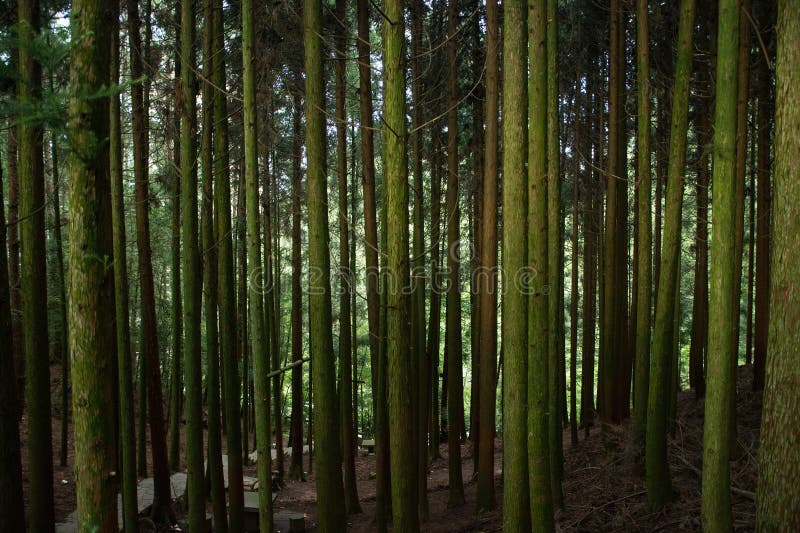 Vertical Pine Tree Trunks and Rocky Paths between the Forests. Stock ...