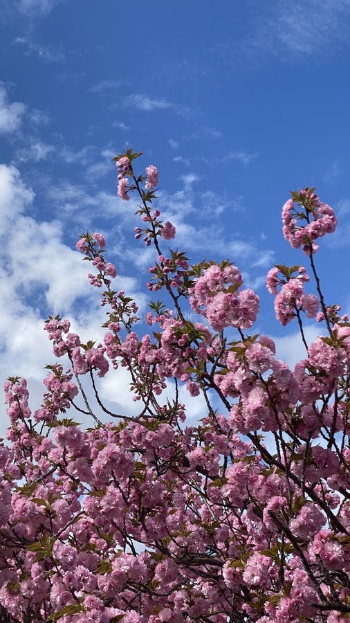 Vertical Pink Cherry Blossom Tree with Blue Sky Stock Photo - Image of ...