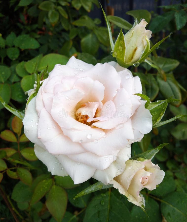 Vertical Pink Rose with Water Droplets Backdrop Design Template Stock ...