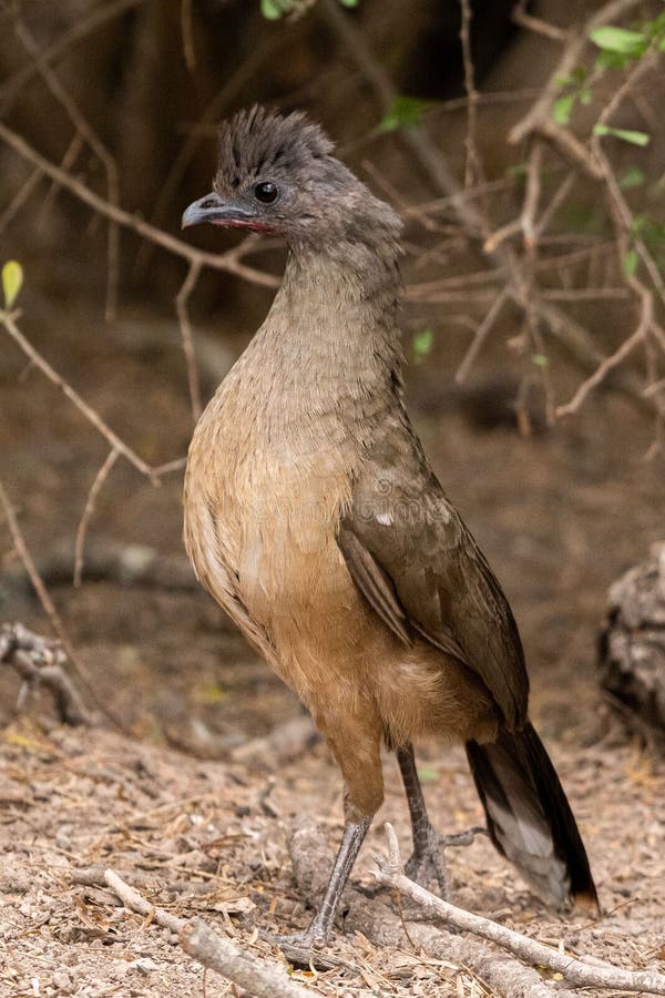 Vertical of a Plain Chachalaca Standing on the Ground. Stock Image ...