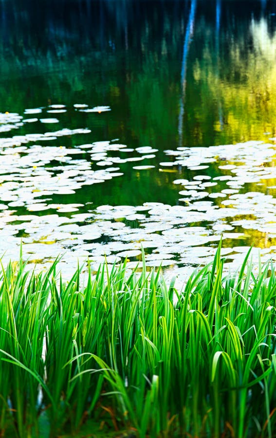 Vertical Pond Reed Landscape Bokeh Background Stock Photo - Image of ...