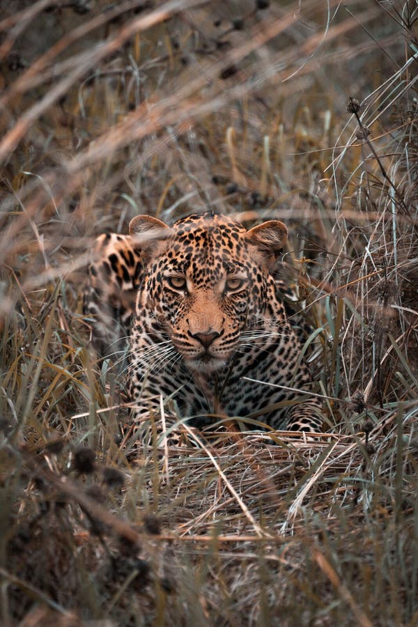 A Big Leopard Staring Towards the Distance with Trees in Background ...