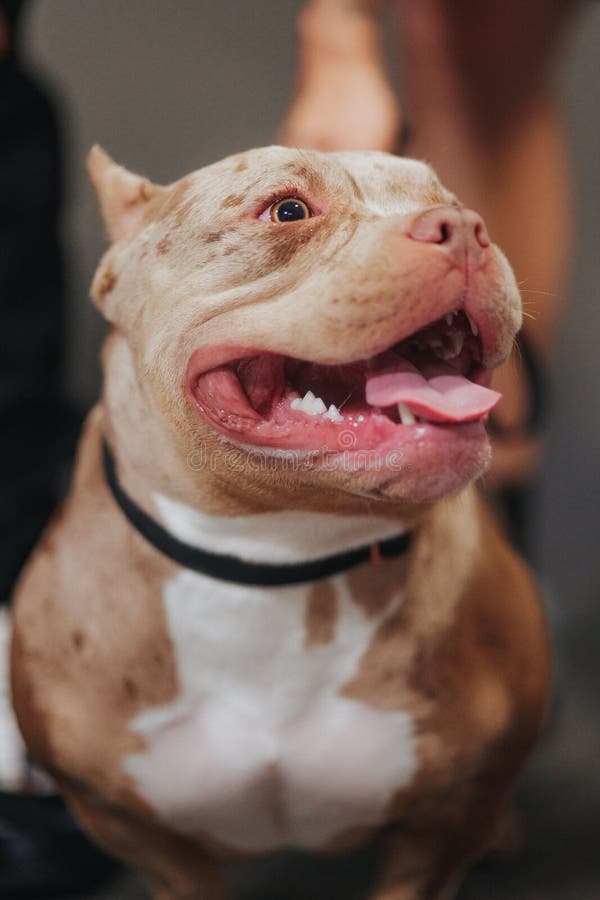 Vertical Portrait of an American Pit Bull Terrier Looking To the Side ...