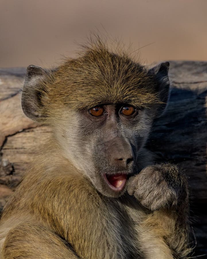 Vertical Portrait of a Baboon in Africa Stock Image - Image of face ...
