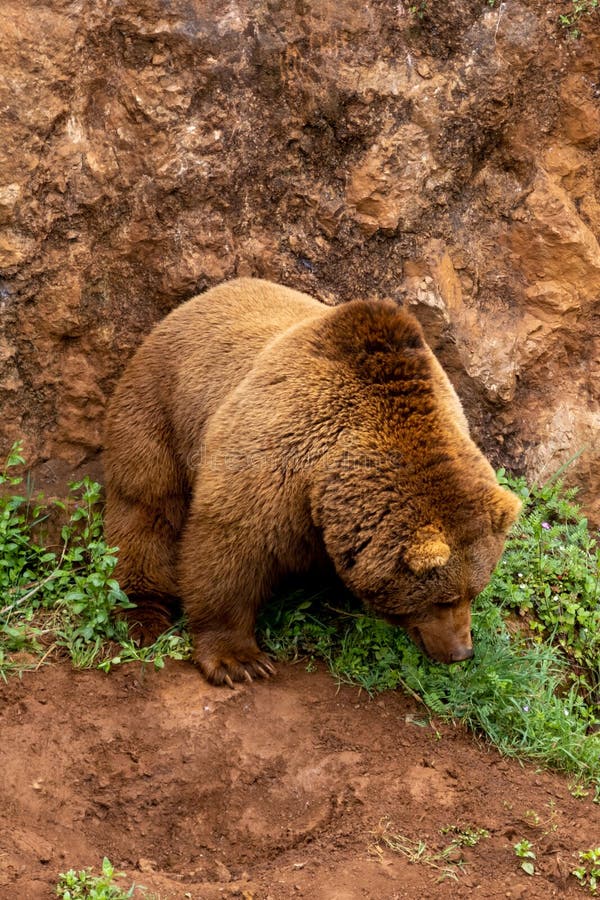 Bear Digging in the Sand To Lie Down Stock Photo - Image of large ...