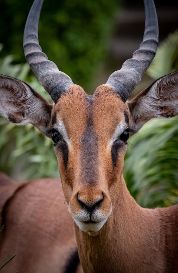 Beautiful Antelope with Two Horns is Seen Gracefully Walking Across a ...