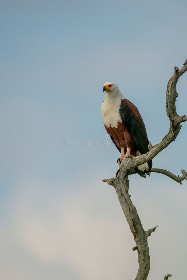 Vertical Portrait of a Beautiful Bald Eagle Perched on a Tree Branch on ...