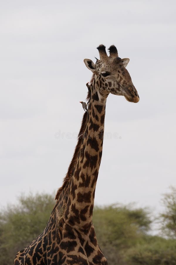 Vertical Portrait of a Beautiful Giraffe Withe a Perched Birds on a ...