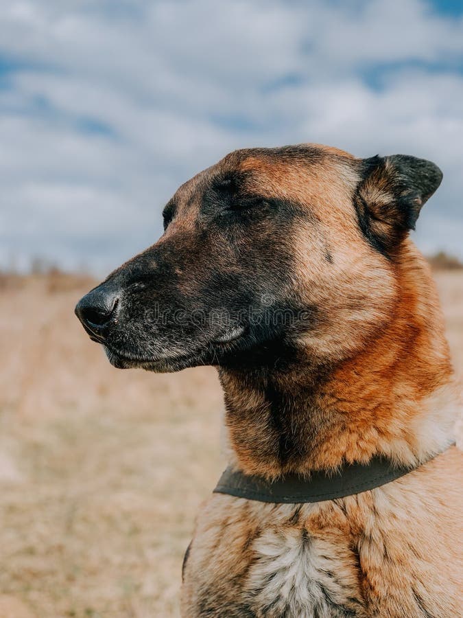 Vertical Portrait of a Belgian Shepherd in a Field Stock Photo - Image ...