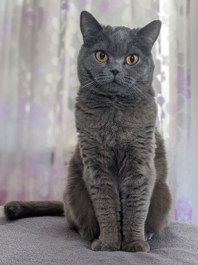 Vertical Portrait of a British Shorthair Cat Looking at the Camera ...