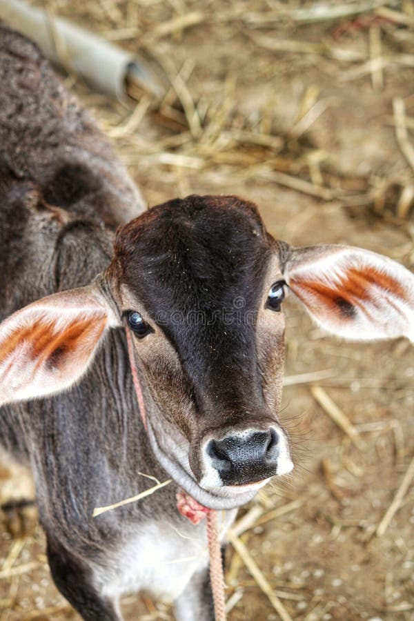 Vertical Portrait of a Cute Calf Stock Photo - Image of portrait ...