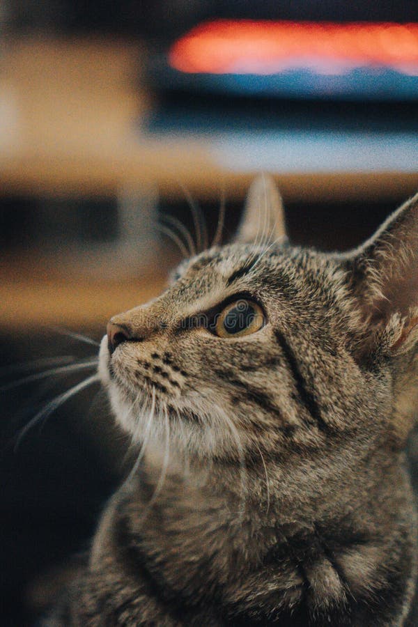 Vertical Portrait of a Cute Grey Cat Stock Image - Image of mammal ...