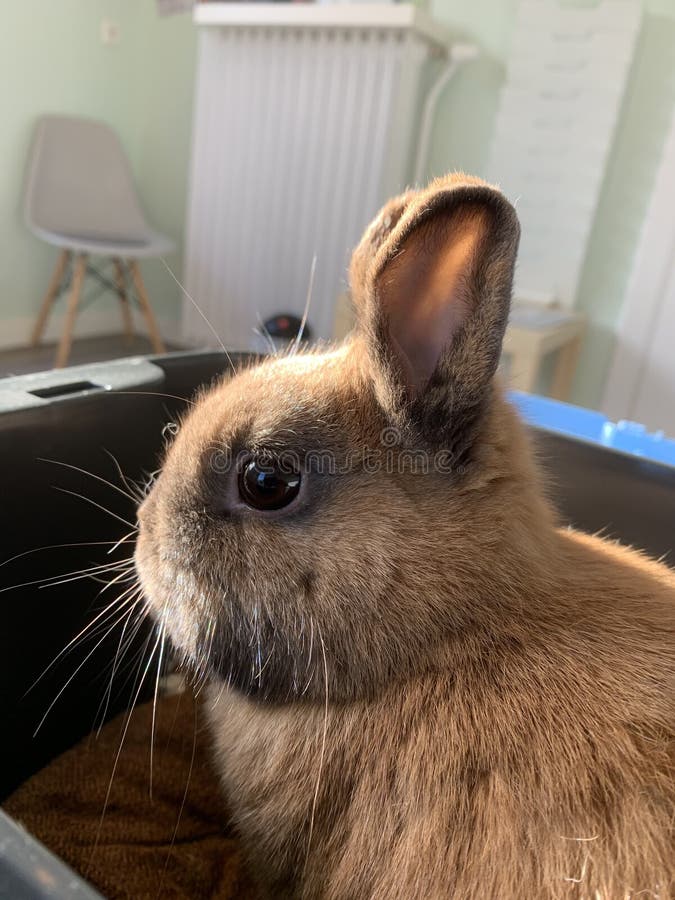 Vertical Portrait of a Cute Rabbit Sitting Inside the Stock Image ...
