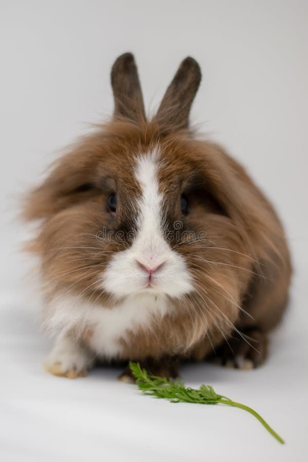 Vertical Portrait of a Cute White-spotted Rabbit Looking at the Camera ...